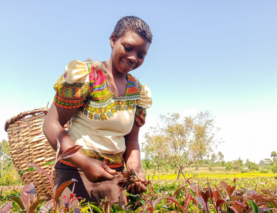 What is Purple Tea – JUSTEA