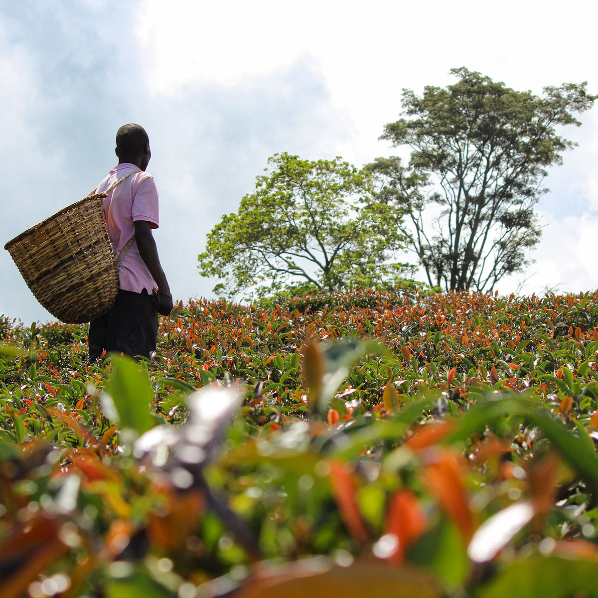 Justly Made Story – JUSTEA