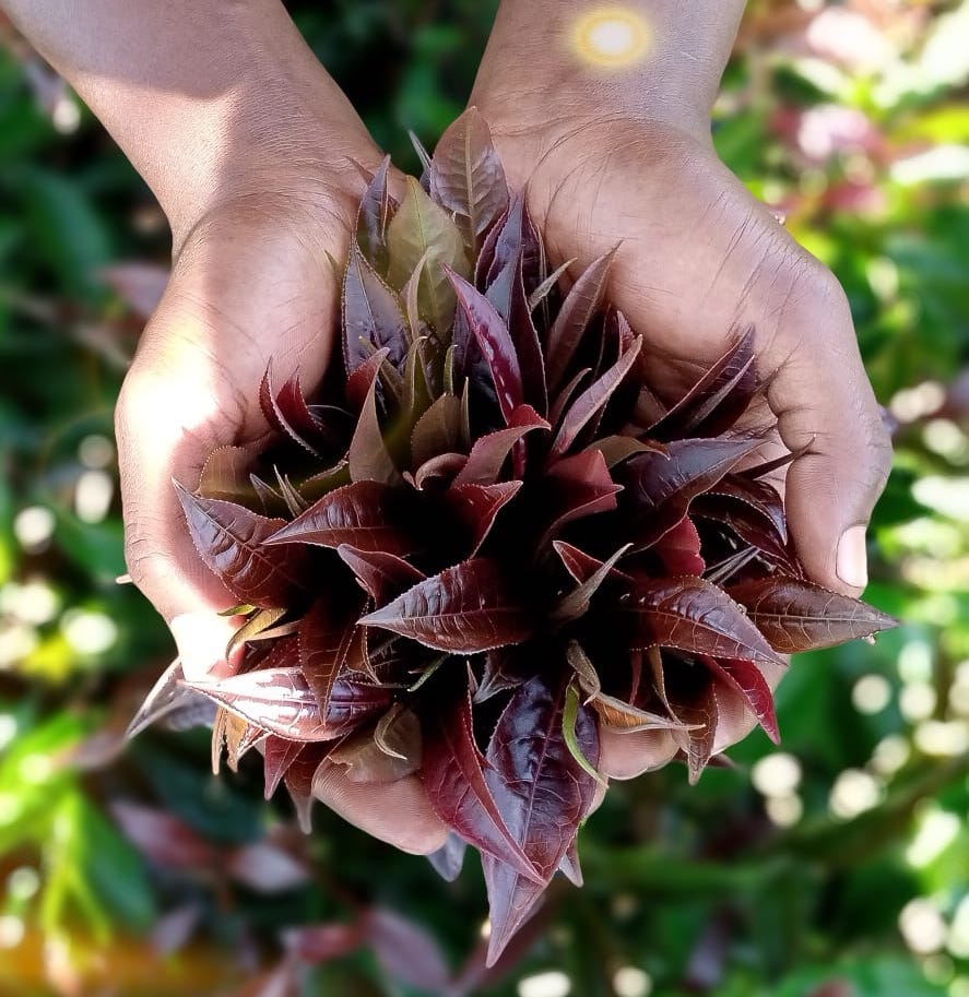 Justly Made Story – JUSTEA